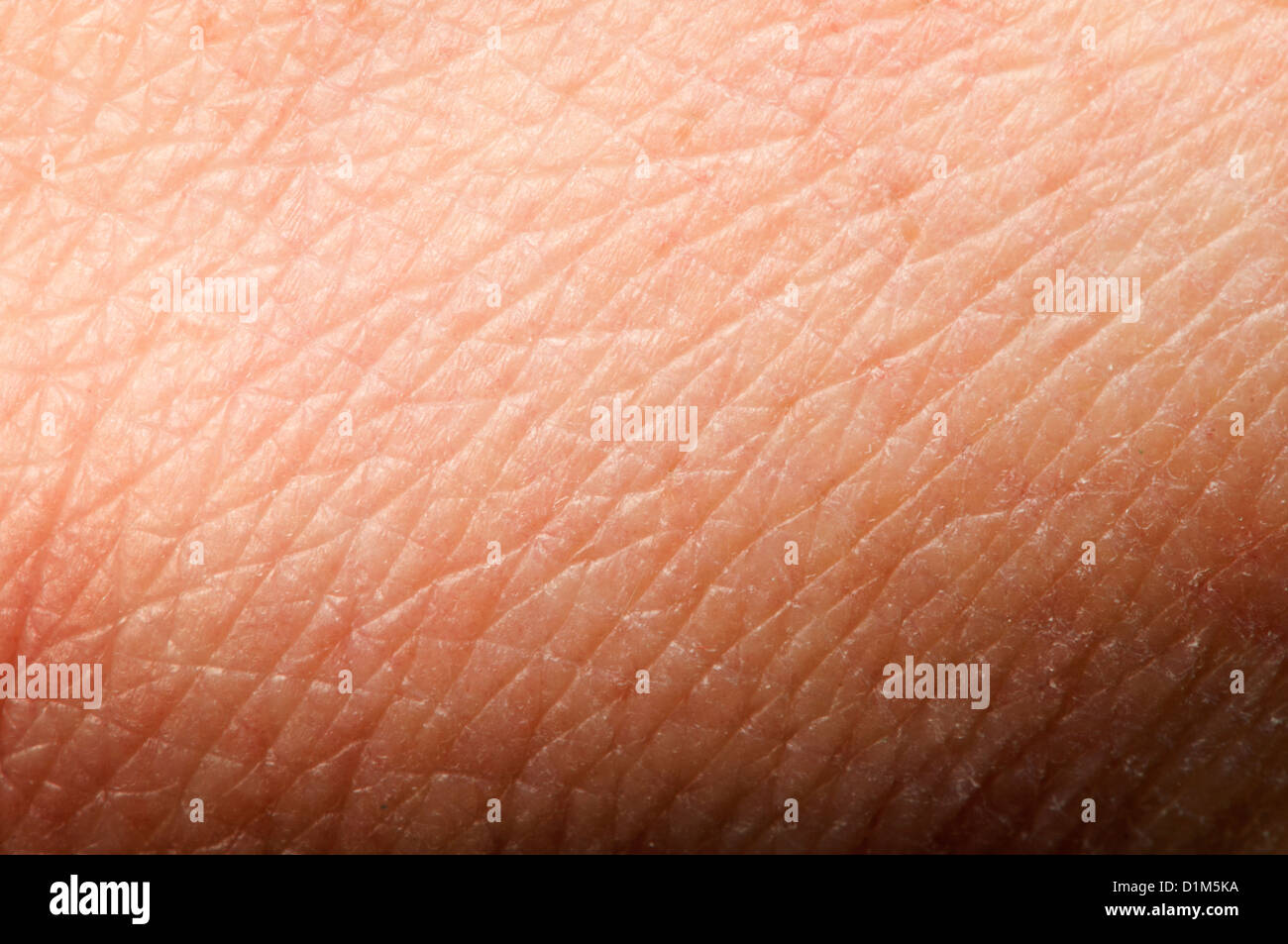Human skin close up. Structure of Skin Stock Photo - Alamy