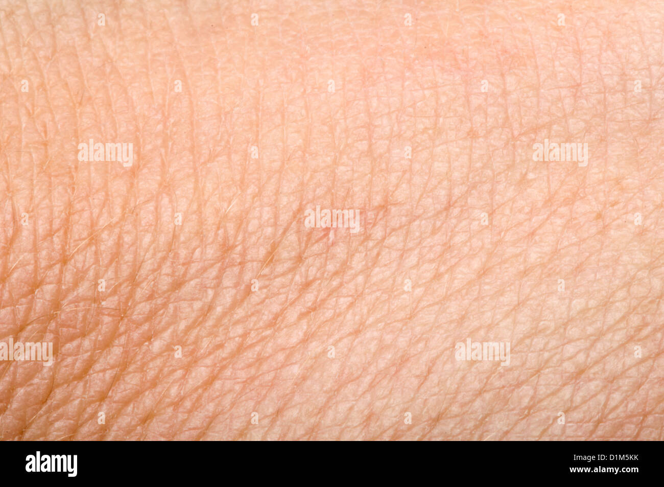 Human skin close up. Structure of Skin Stock Photo - Alamy