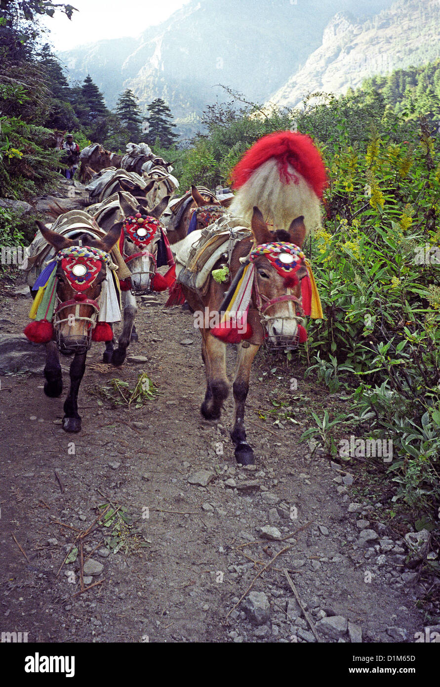 Mule train with decorated harness descending Marsyangdi Valley near ...