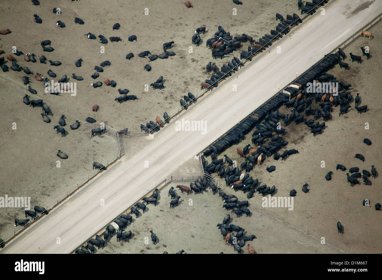 Cattle feedlot america hi-res stock photography and images - Alamy