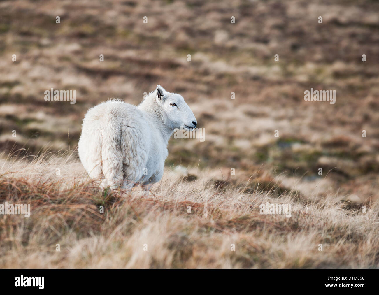A Welsh mountain sheep Stock Photo - Alamy