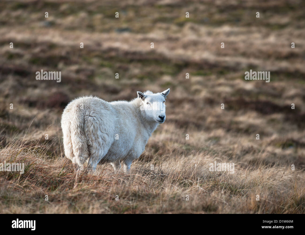 A Welsh mountain sheep Stock Photo - Alamy