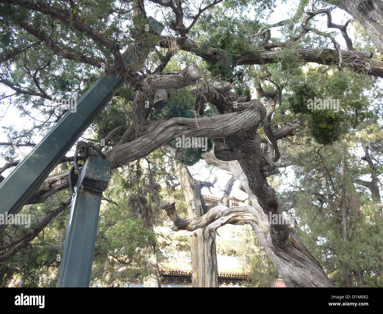 steel beam support tree broken branch Stock Photo - Alamy
