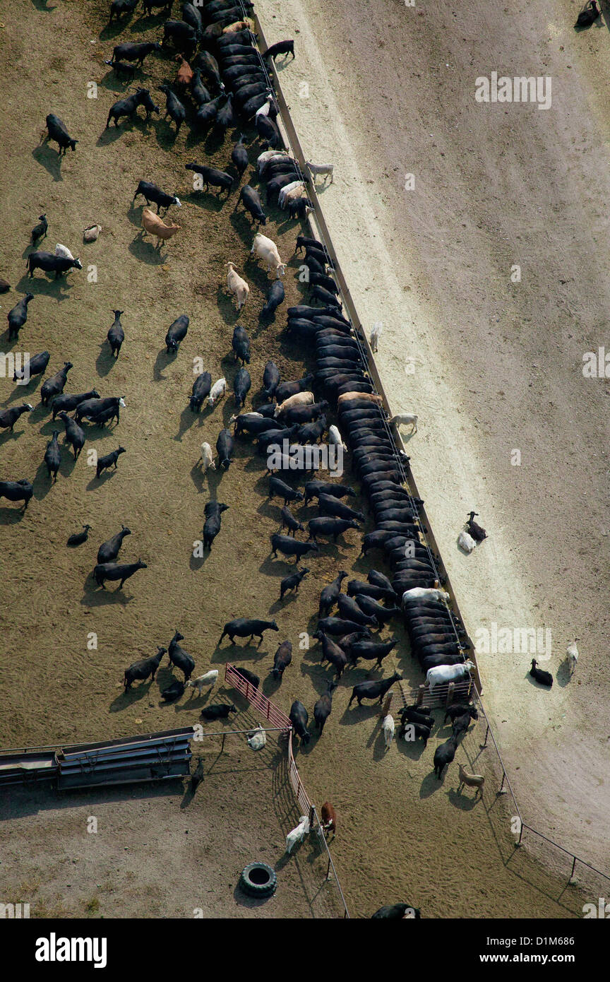 aerial photograph cattle feedlot Nebraska Stock Photo - Alamy