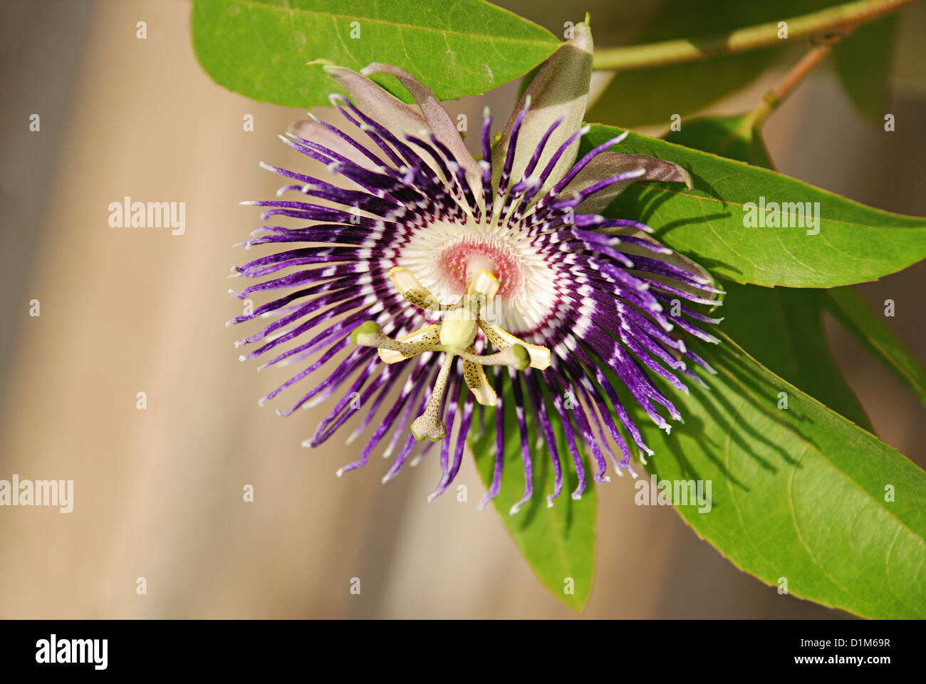 Passiflora incarnata, commonly purple passionflower is a fast growing ...
