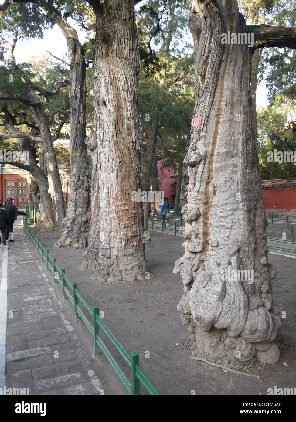 old preserved tall trees imperial garden Stock Photo - Alamy