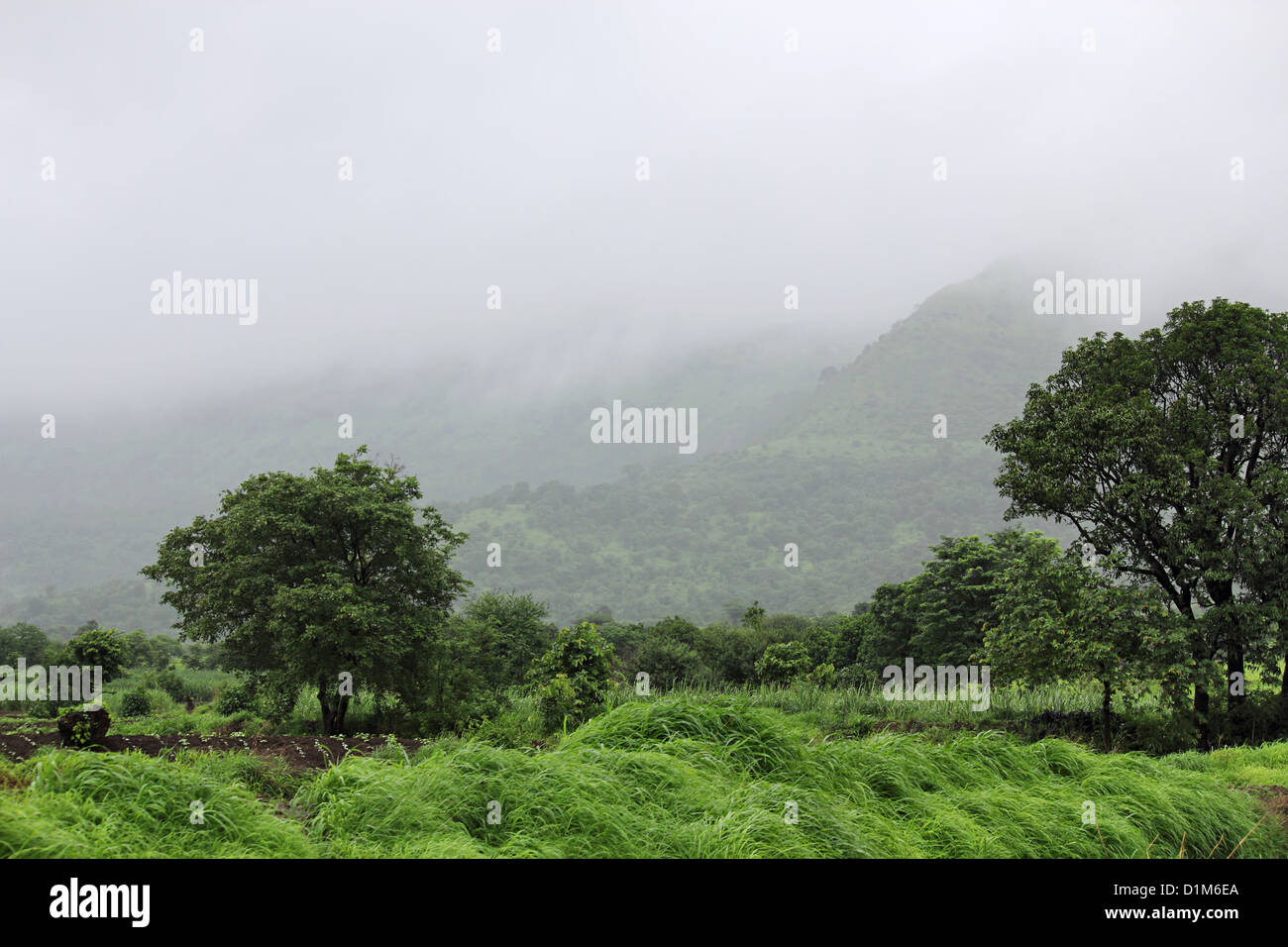 Green misty background hi-res stock photography and images - Alamy