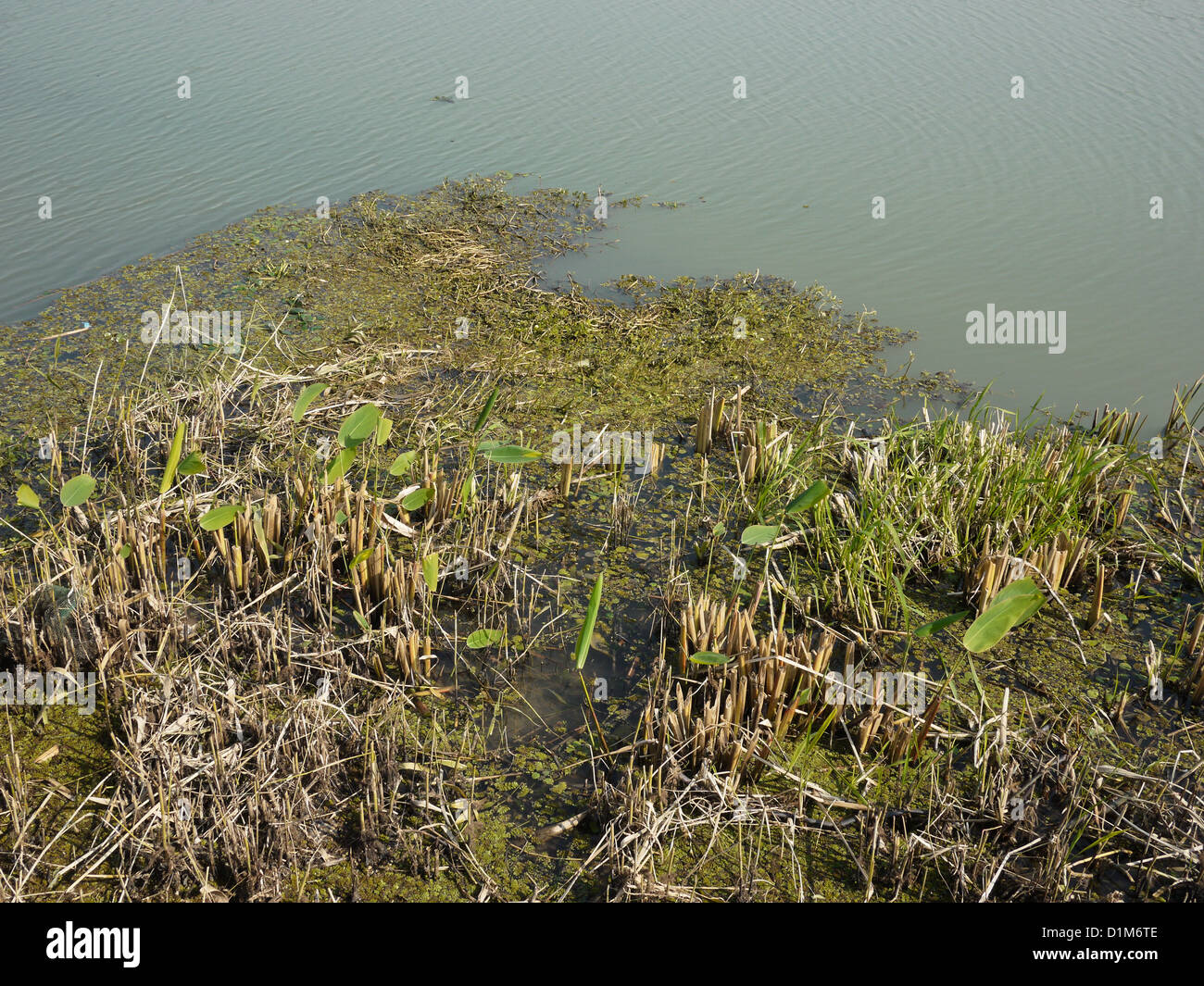 Wetland soil hi-res stock photography and images - Alamy
