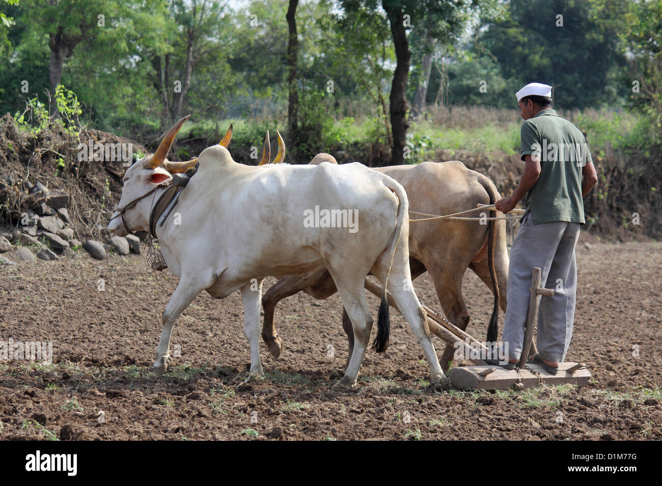 Bulls plough hi-res stock photography and images - Alamy