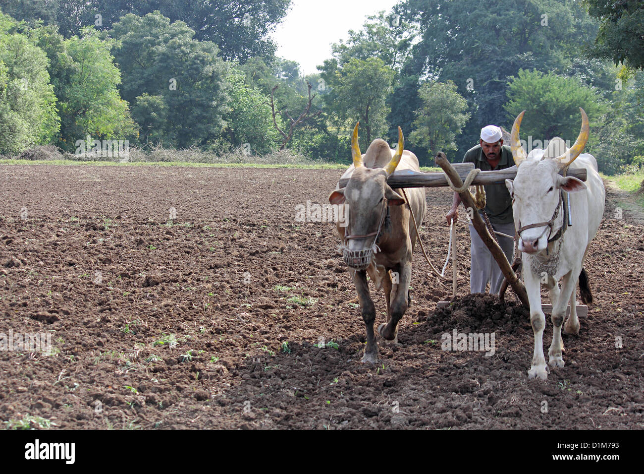 Bull plowing hi-res stock photography and images - Alamy