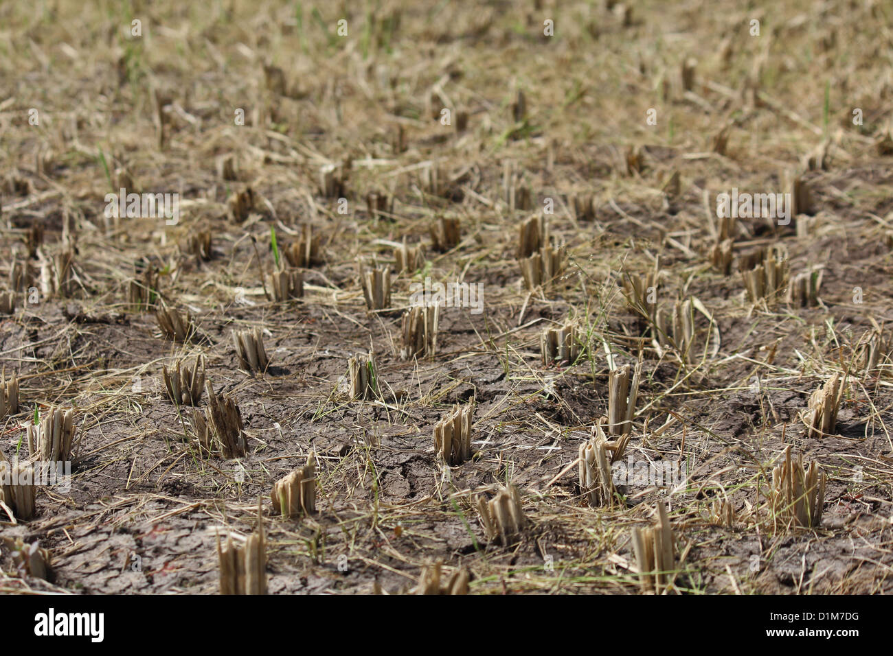 Rice field after harvesting of crop Stock Photo - Alamy