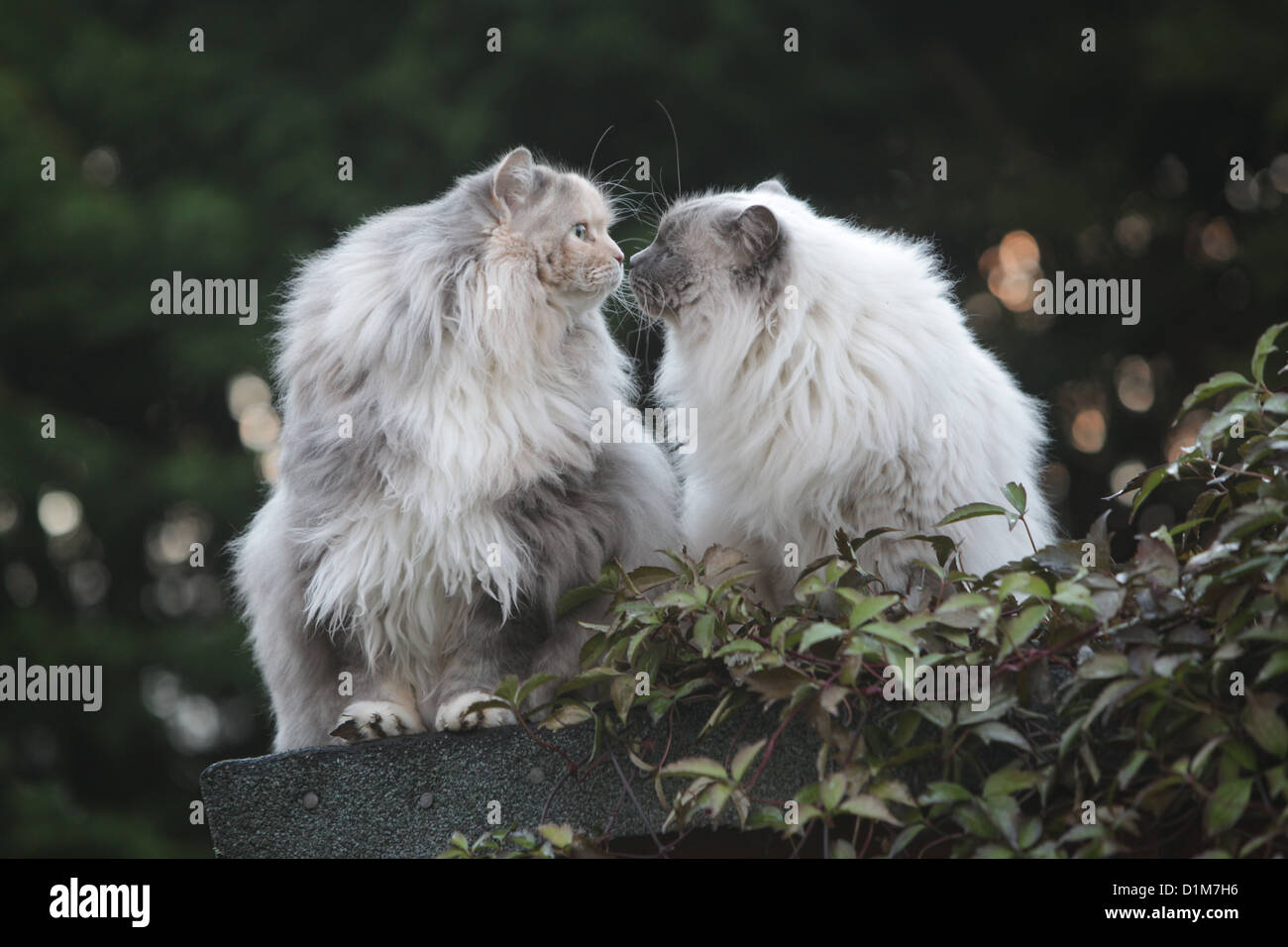 TWO LONG HAIR RAGDOLL CATS SITTING ON A SHED Stock Photo - Alamy