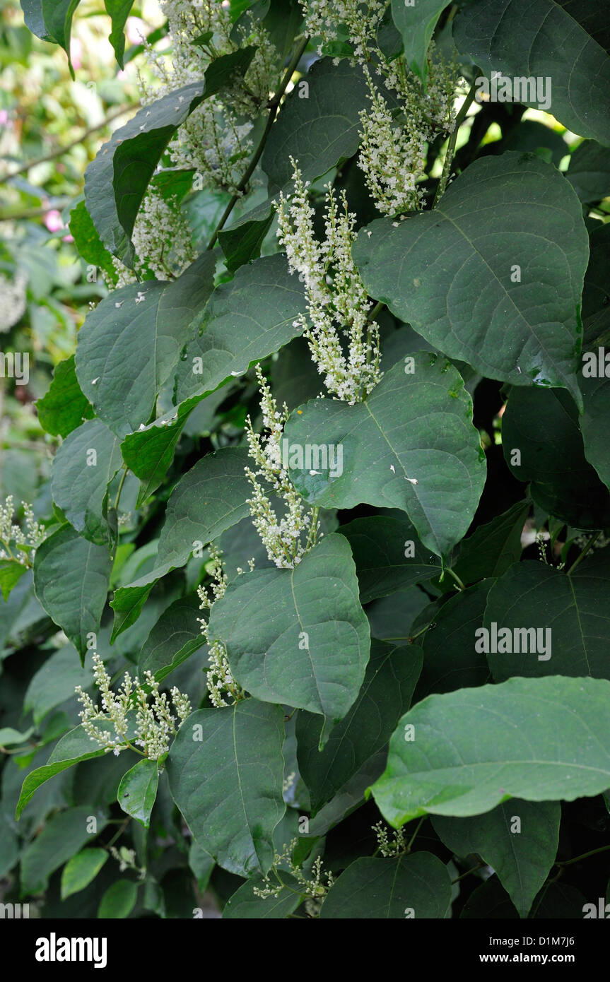 Alien invasive plant hi-res stock photography and images - Alamy