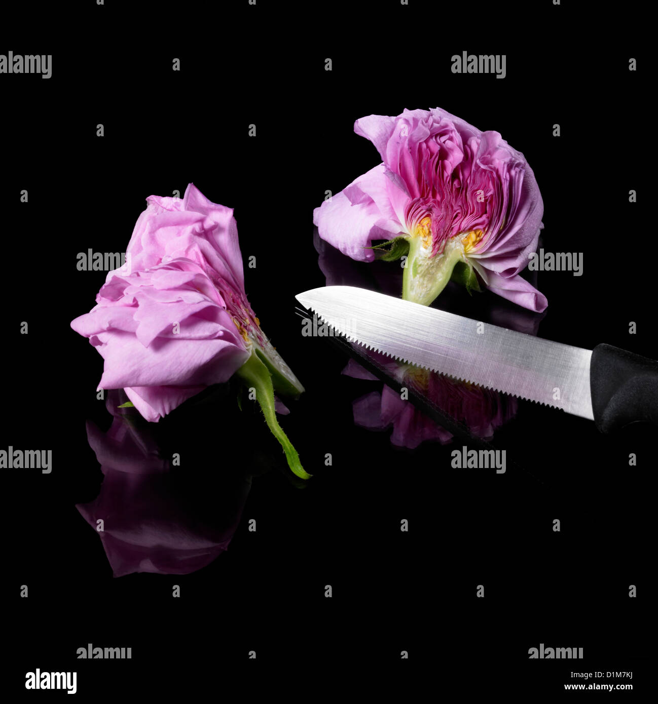 Dividing plant knife hi-res stock photography and images - Alamy