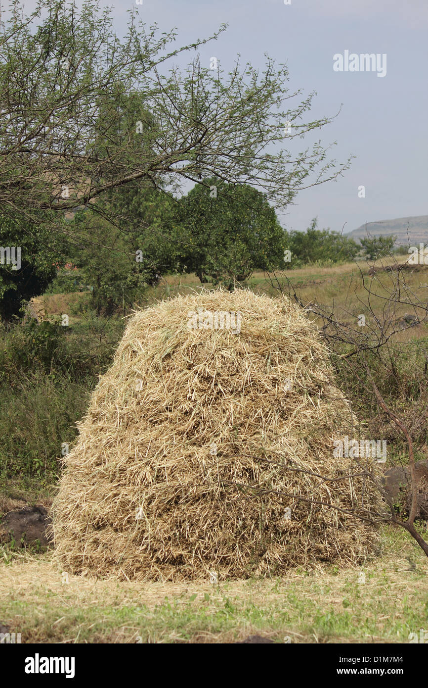 Haystack, traditonal storage for rice Stock Photo - Alamy