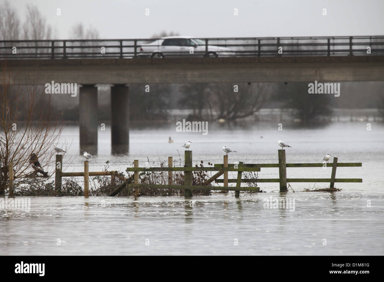 FLOOD IN ST IVES CAMBRIDGESHIRE Stock Photo - Alamy