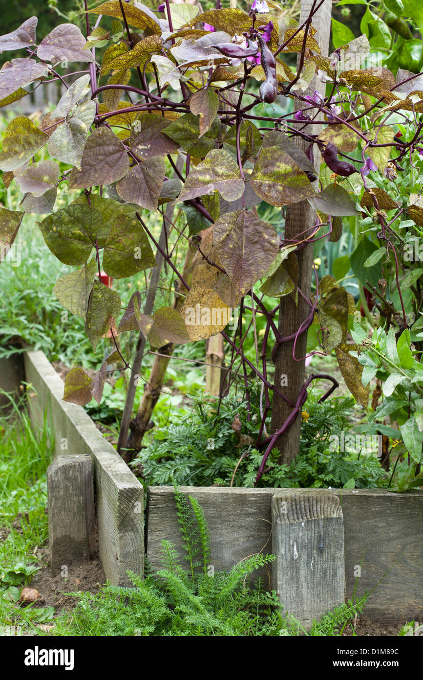 Dolichos lablab - Hyacinth bean; Indian bean Stock Photo - Alamy