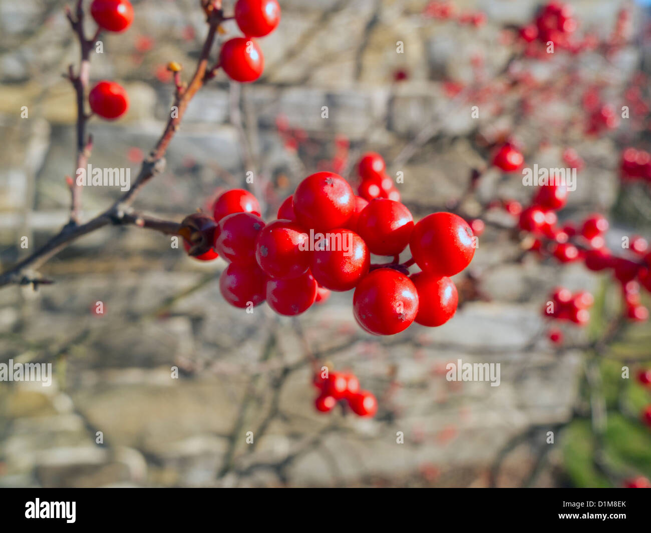 winterberry holly plant Stock Photo - Alamy
