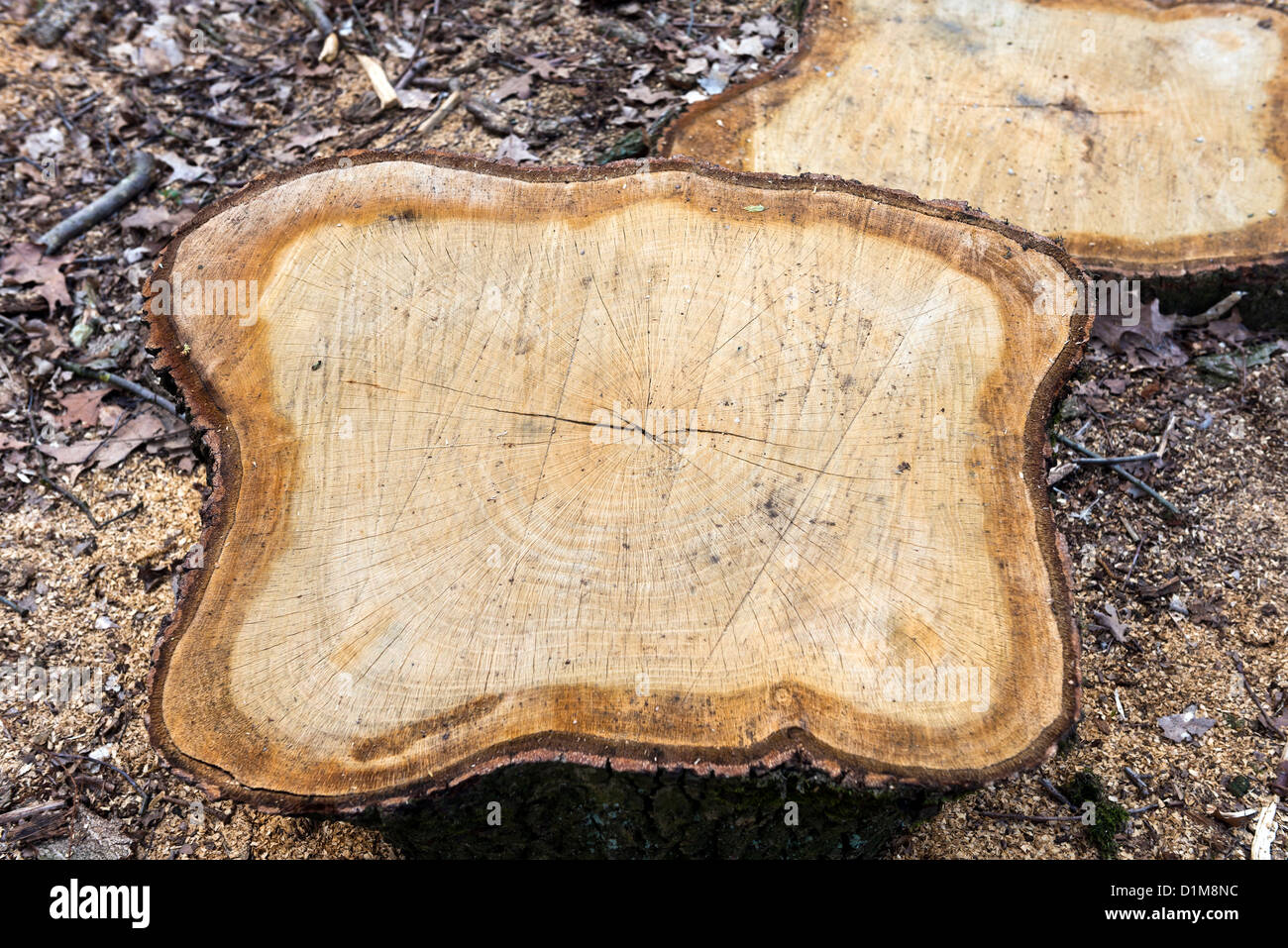tree stump cross-section Stock Photo - Alamy tree stump cross-section Stock Photo - Alamy
