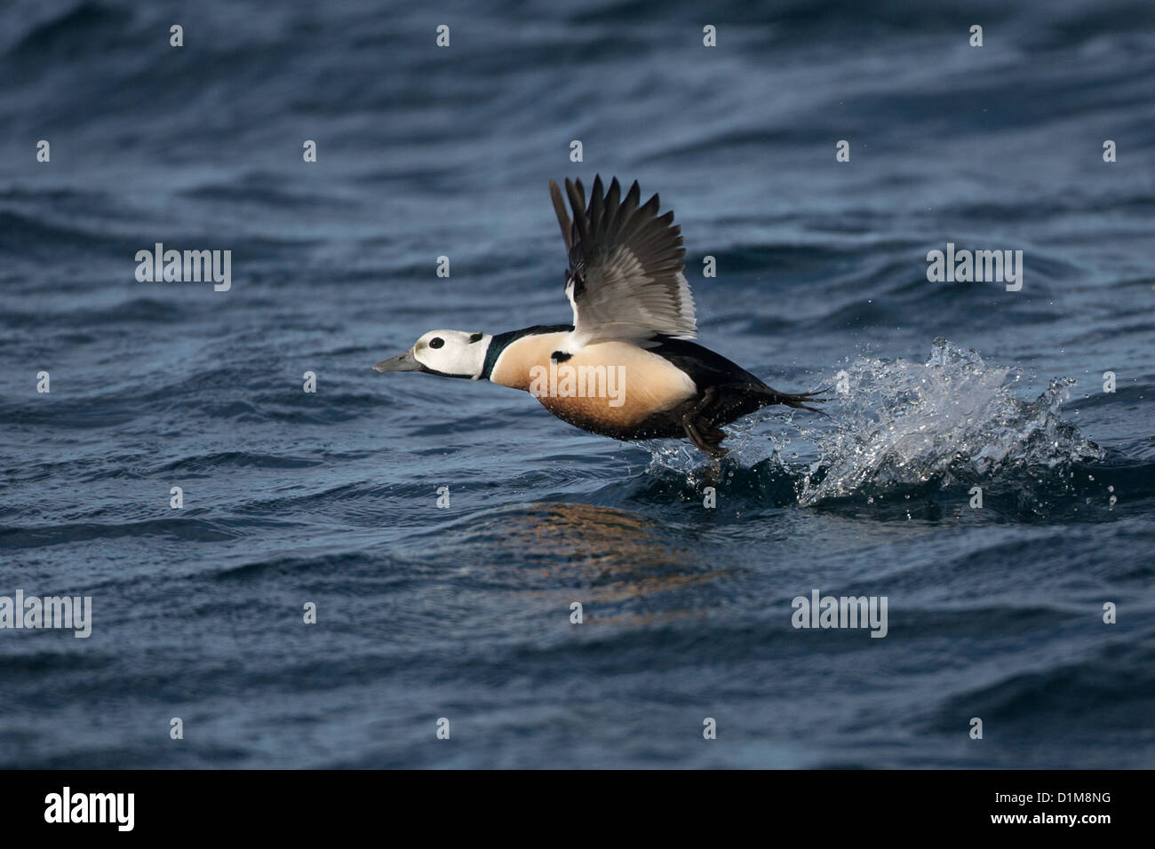 Steller's Eider Polysticta stelleri Varanger, Finnmark, Norway Stock ...