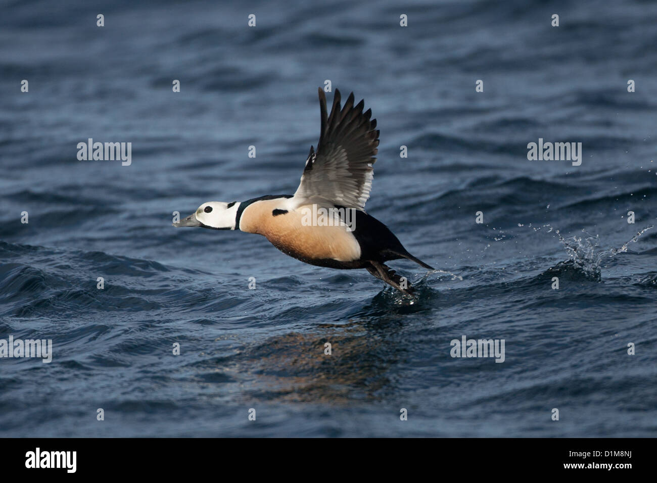 Steller's Eider Polysticta stelleri Varanger, Finnmark, Norway Stock ...