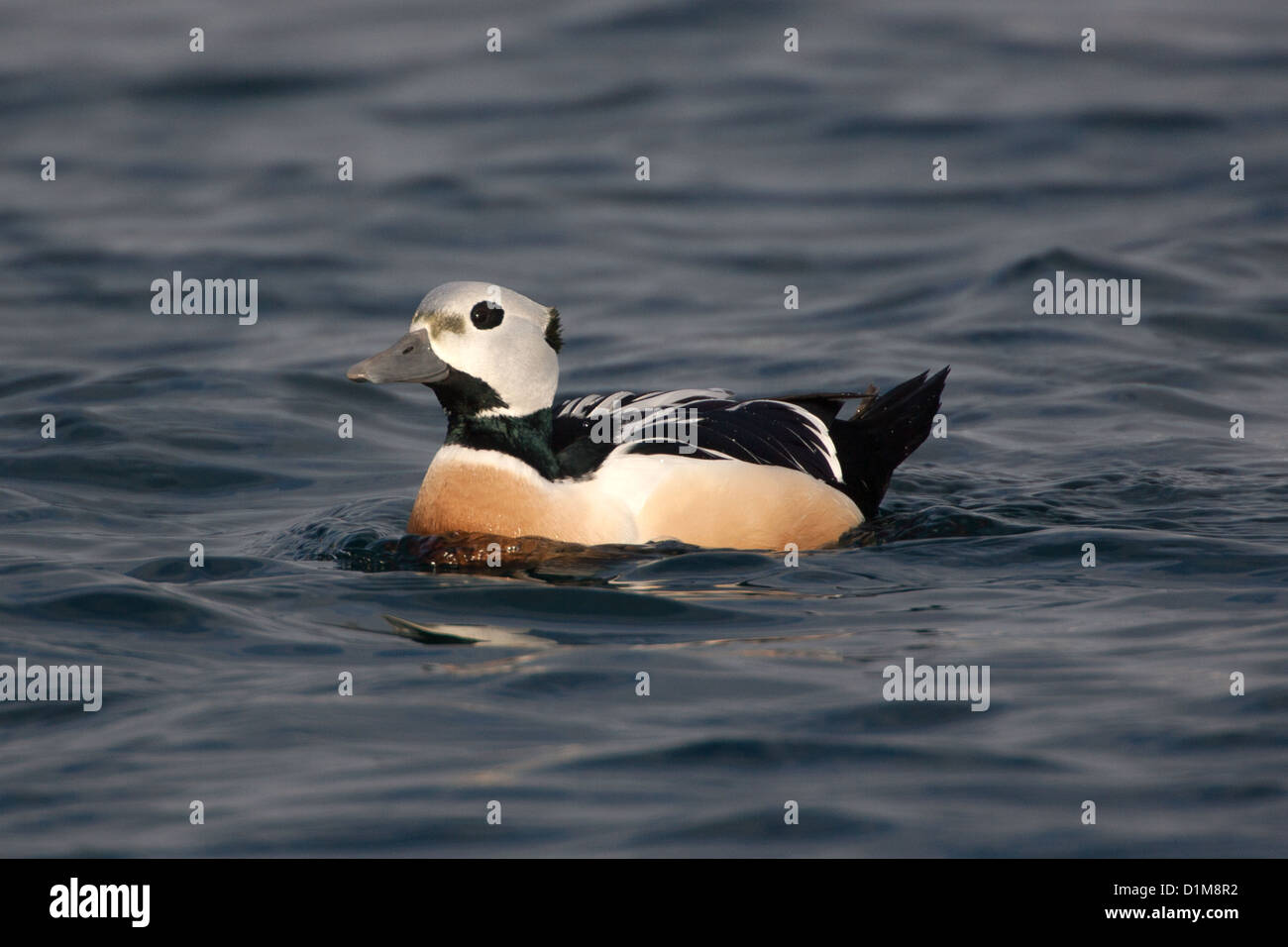 Steller's Eider Polysticta stelleri Varanger, Finnmark, Norway Stock ...