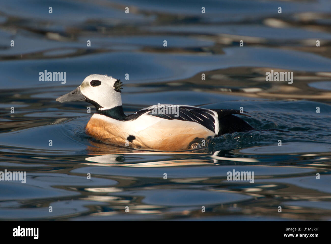 Steller's Eider Polysticta stelleri Varanger, Finnmark, Norway Stock ...