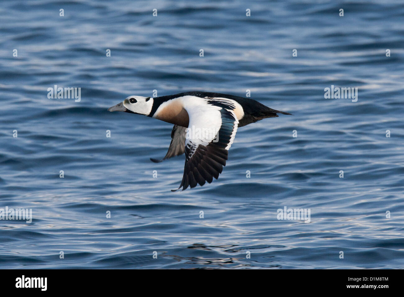 Steller's Eider Polysticta stelleri Varanger, Finnmark, Norway Stock ...