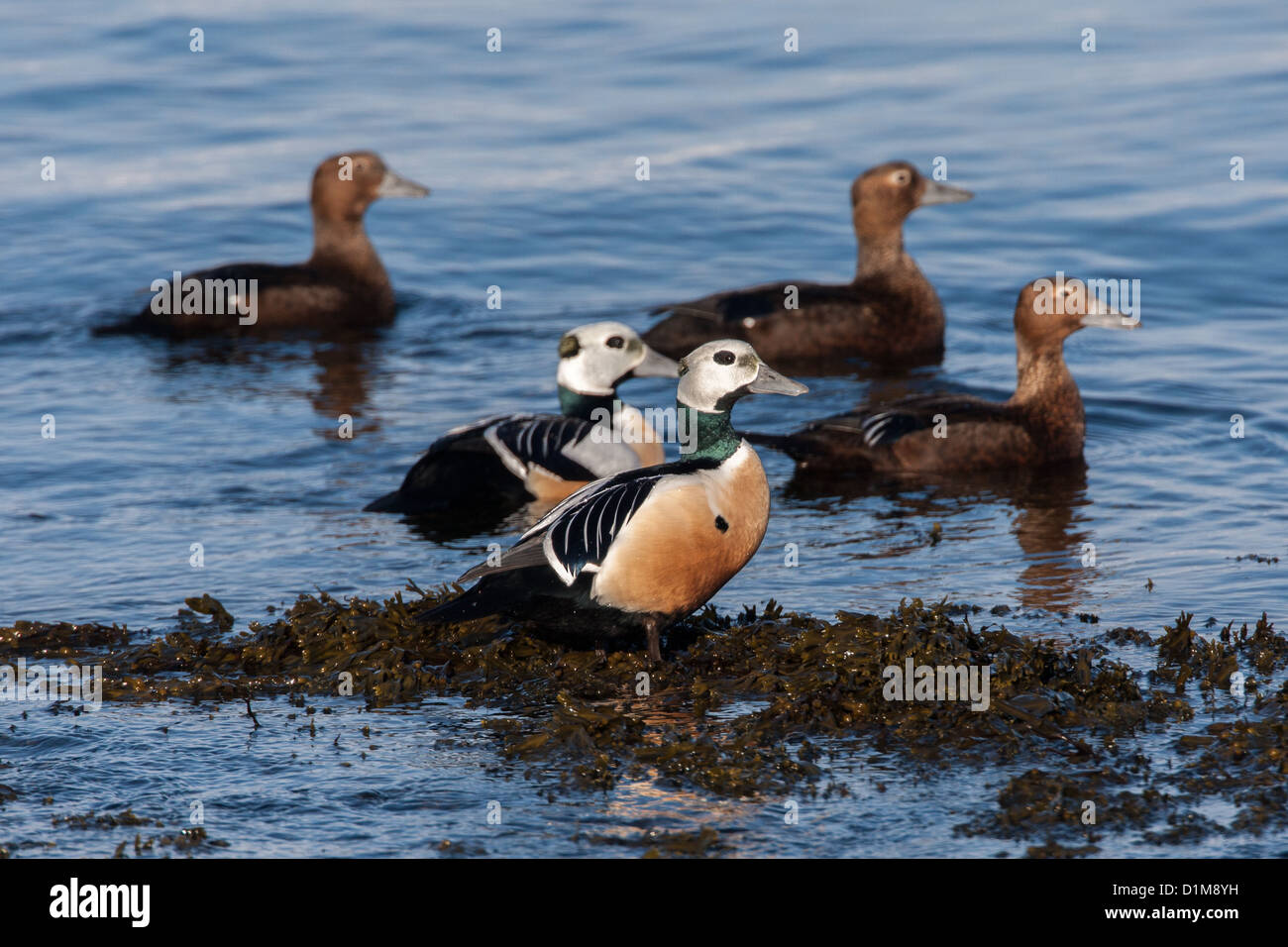 Steller's Eider Polysticta stelleri Varanger, Finnmark, Norway Stock ...