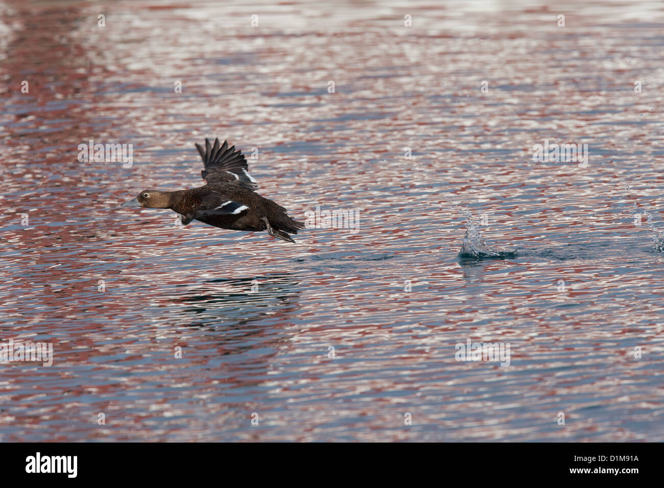 Steller's Eider Polysticta stelleri Varanger, Finnmark, Norway Stock ...