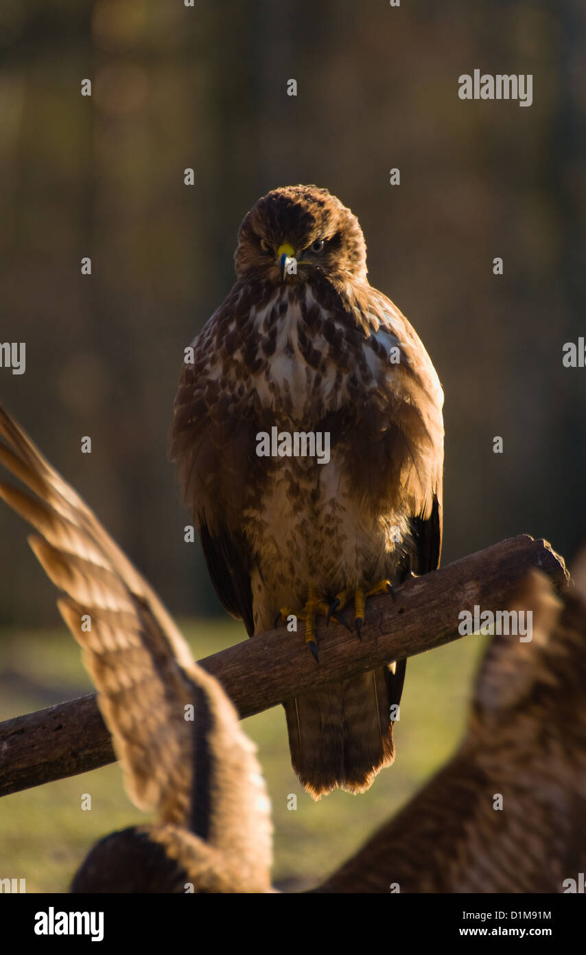 Killer frost hi-res stock photography and images - Alamy