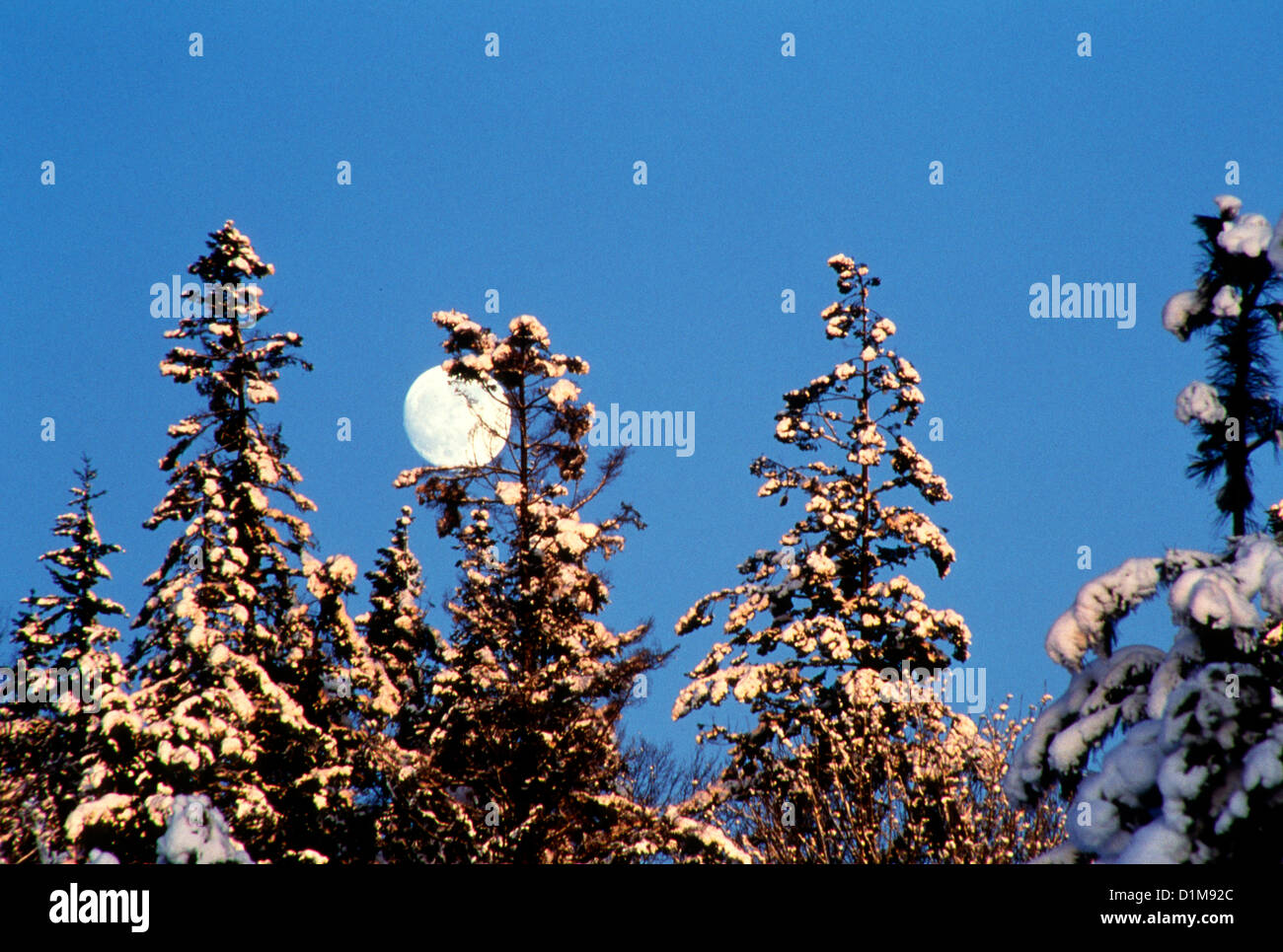 Moon and Snow on Trees Stock Photo - Alamy