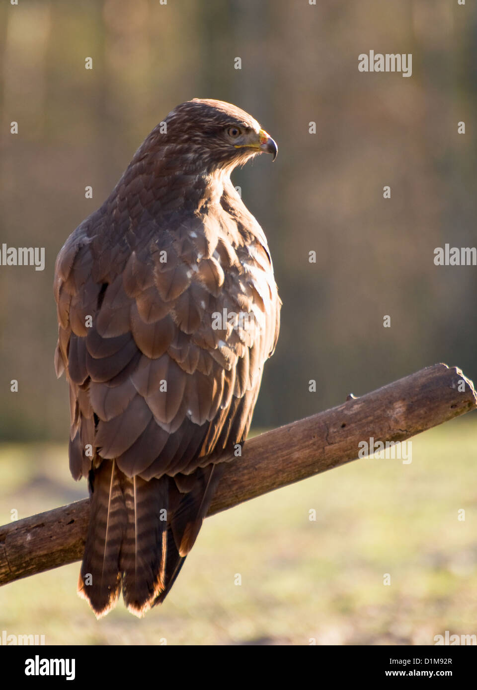 Killer Frost High Resolution Stock Photography and Images - Alamy