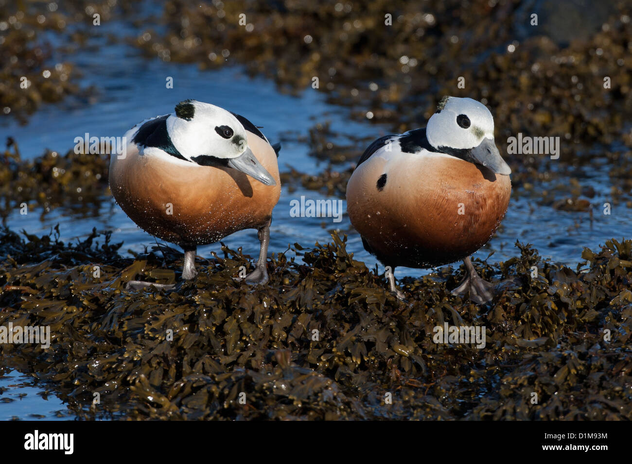 Steller's Eider Polysticta stelleri Varanger, Finnmark, Norway Stock ...