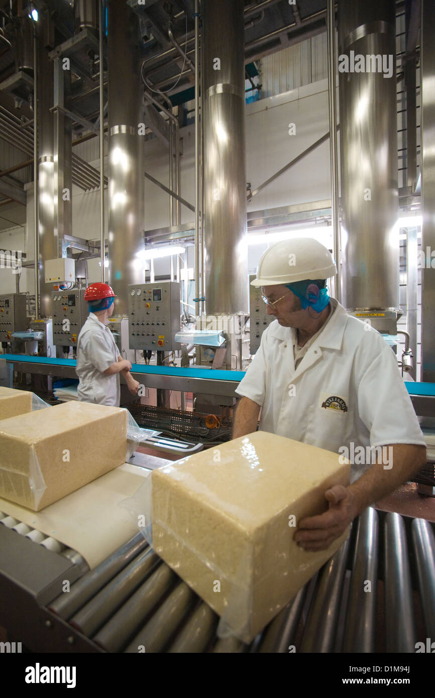 A batch of British cheddar cheese in progress at Wyke Farms cheese ...