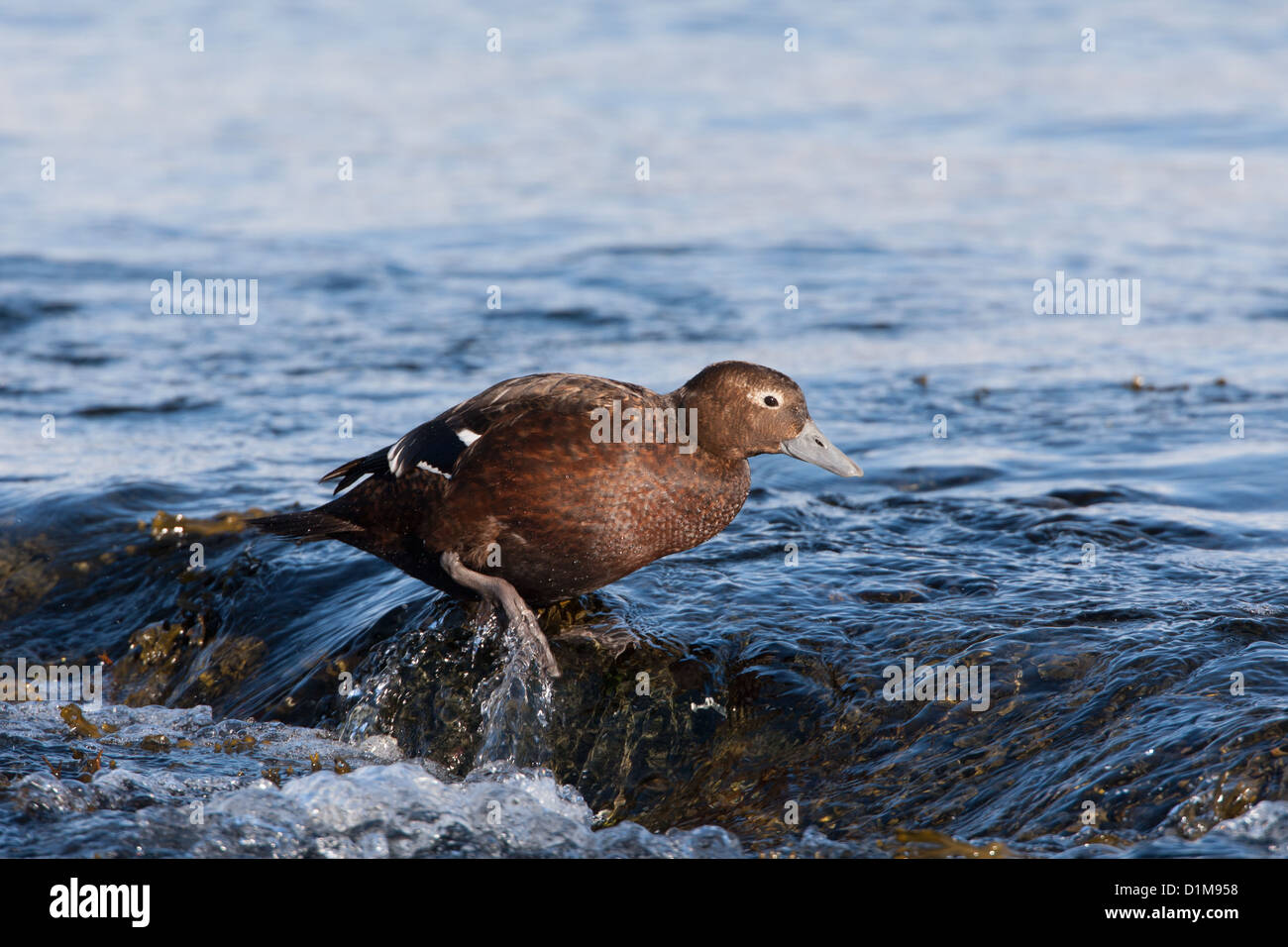 Steller's Eider Polysticta stelleri Varanger, Finnmark, Norway Stock ...