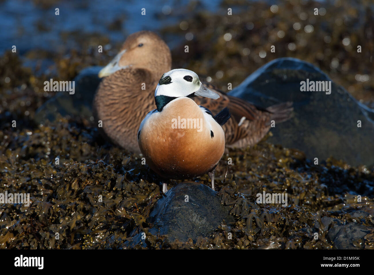 Steller's Eider Polysticta stelleri with female Northern Eider ...
