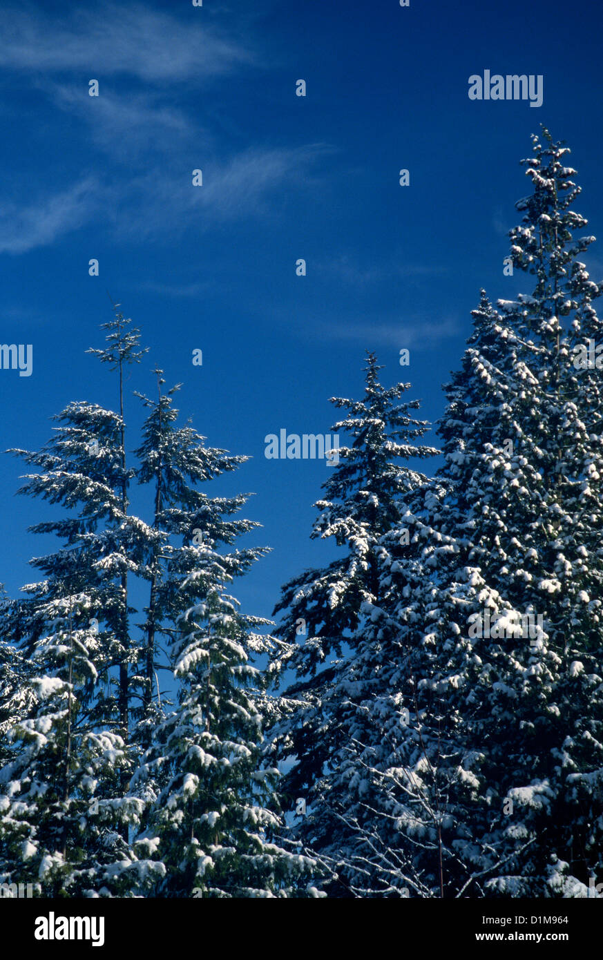 Snow on Trees Stock Photo - Alamy