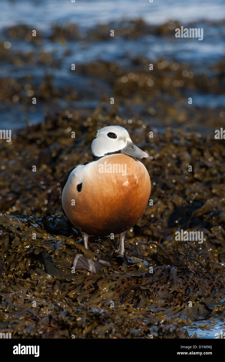 Steller's Eider Polysticta stelleri Varanger, Finnmark, Norway Stock ...