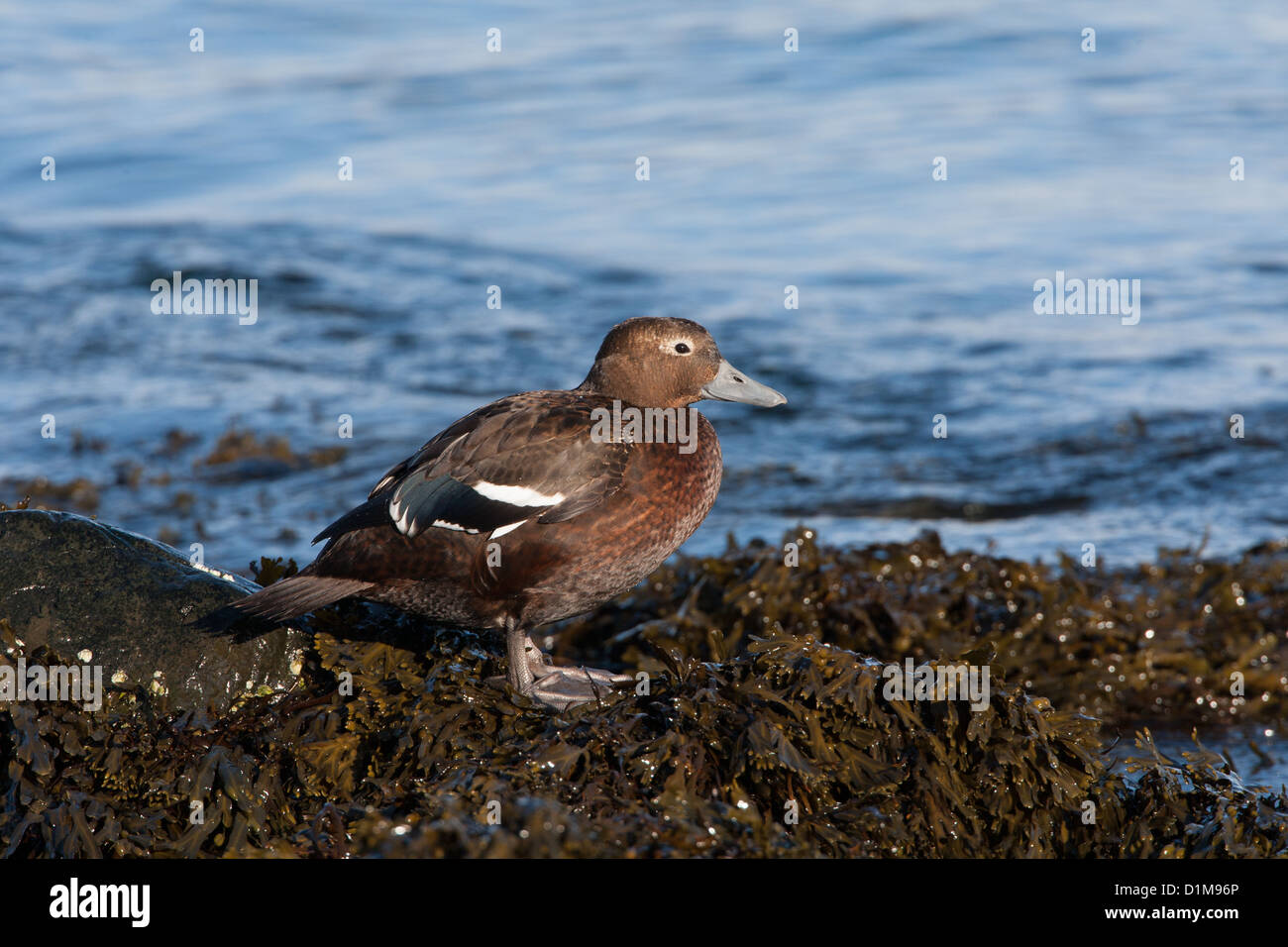Steller's Eider Polysticta stelleri Varanger, Finnmark, Norway Stock ...