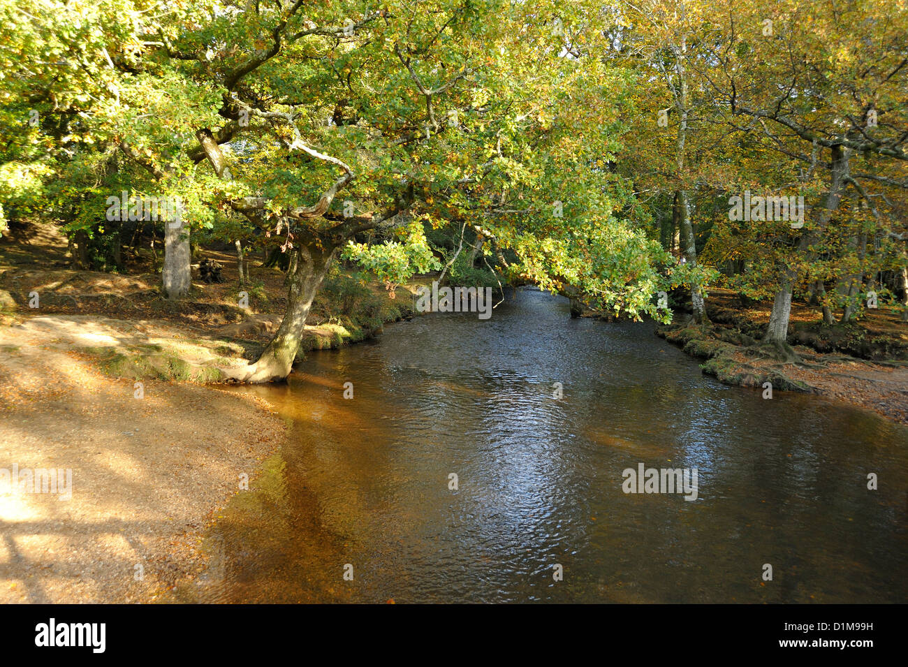 Stream running through trees hi-res stock photography and images - Alamy