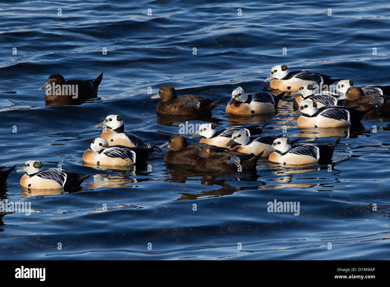 Steller's Eider Polysticta stelleri Varanger, Finnmark, Norway Stock ...