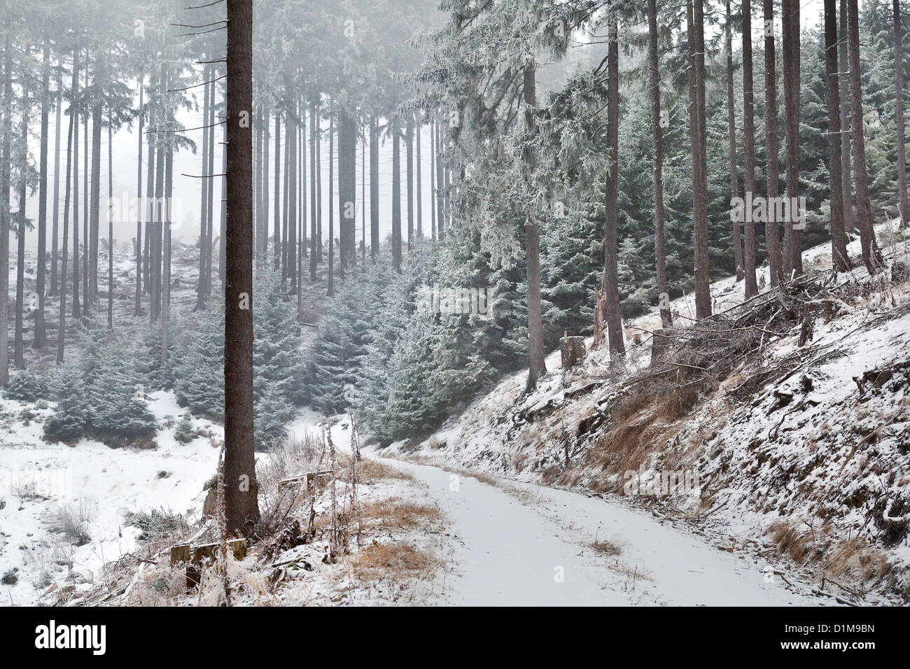 Windy pine tree forest in hi-res stock photography and images - Alamy