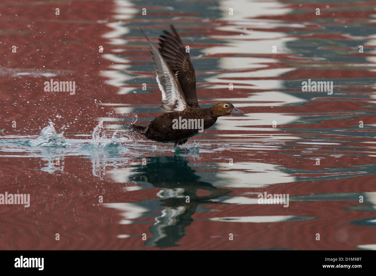 Steller's Eider Polysticta stelleri Varanger, Finnmark, Norway Stock ...