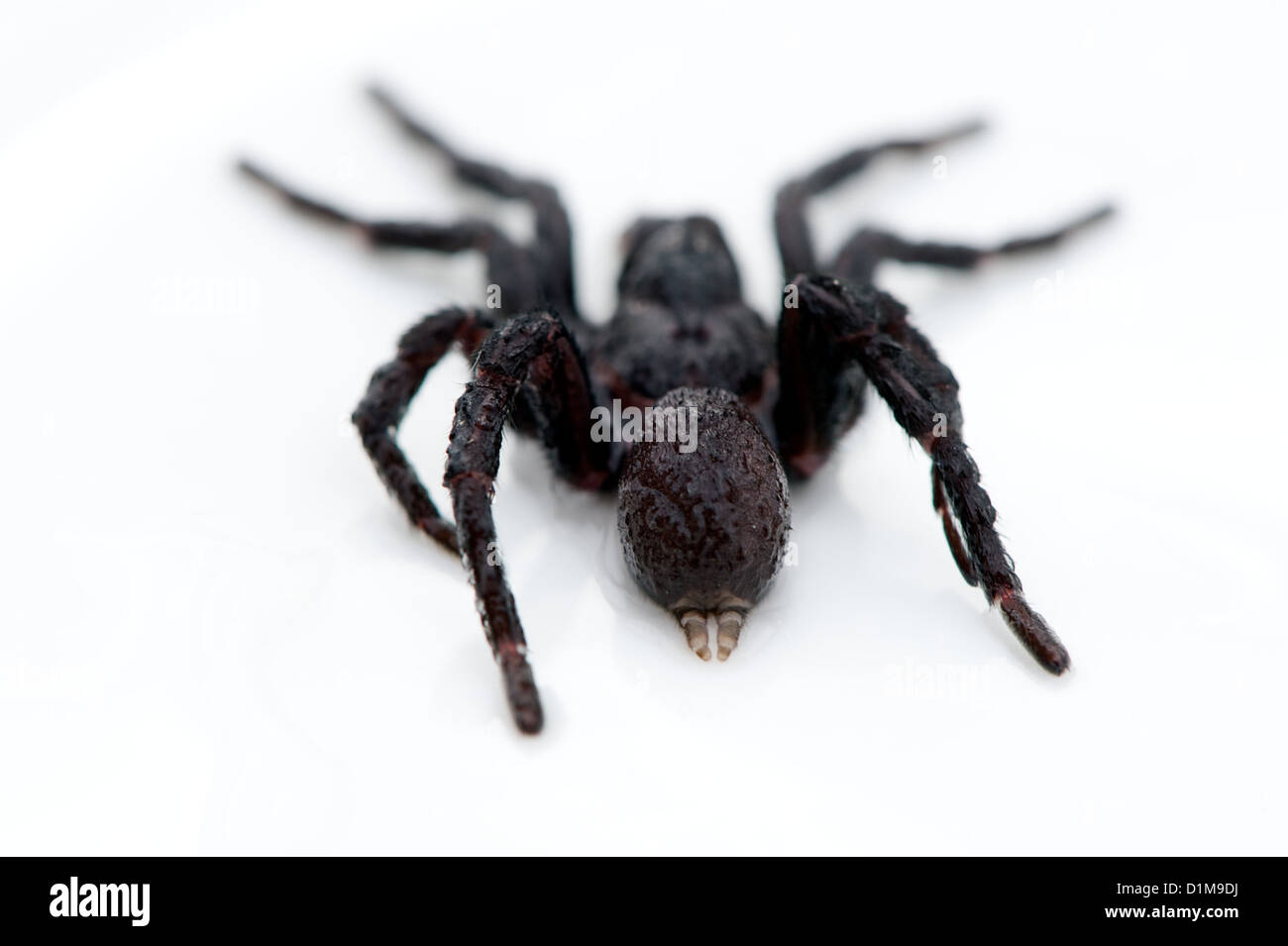 Black tarantulas Cut Out Stock Images & Pictures - Alamy
