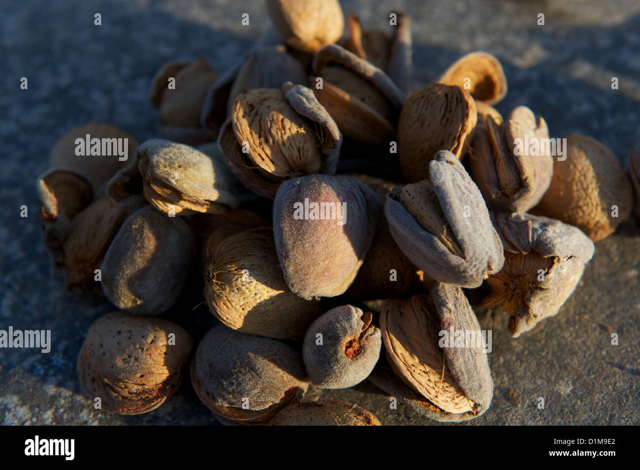 Agricultural shells hi-res stock photography and images - Alamy