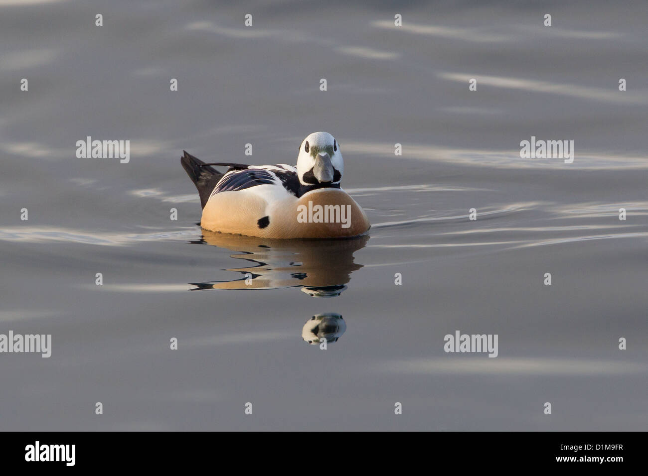 Steller's Eider Polysticta stelleri Varanger, Finnmark, Norway Stock ...