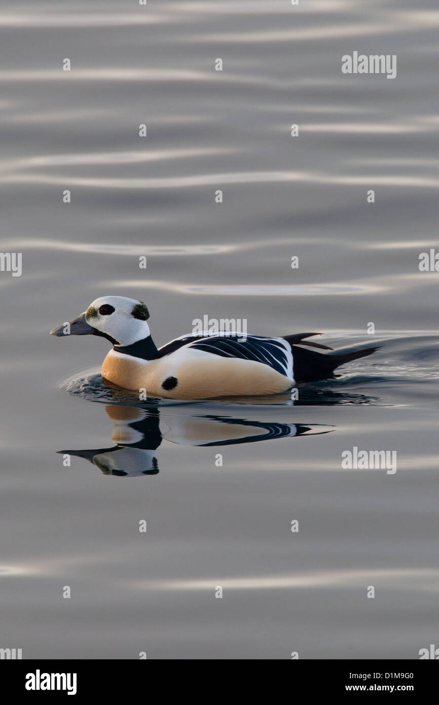 Steller's Eider Polysticta stelleri Varanger, Finnmark, Norway Stock ...