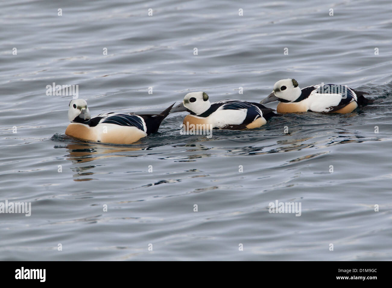 Steller's Eider Polysticta stelleri Varanger, Finnmark, Norway Stock ...