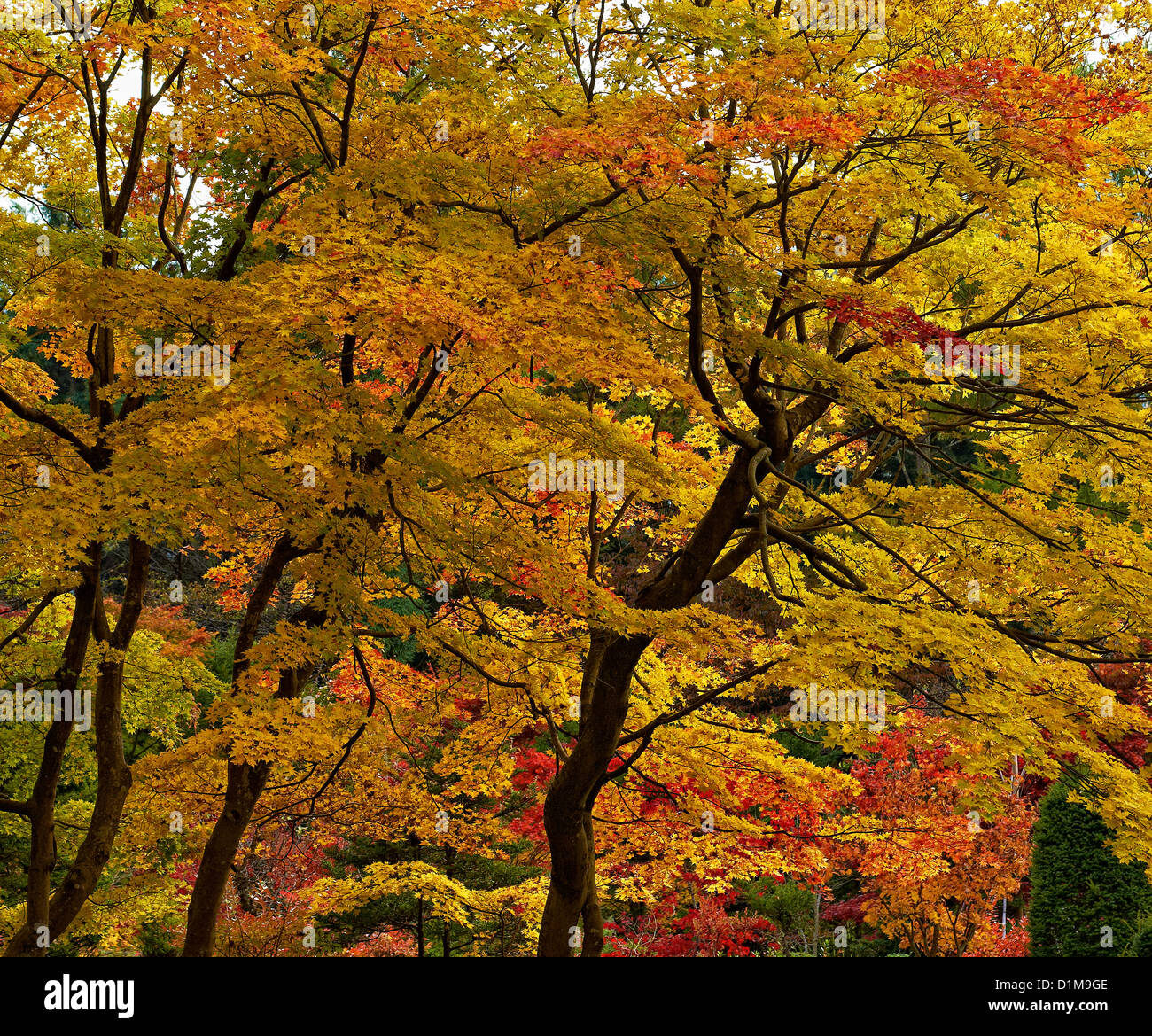 Japan forest trees hi-res stock photography and images - Alamy